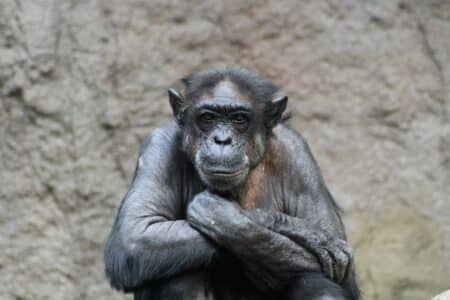 Chimps Use Spears to Hunt