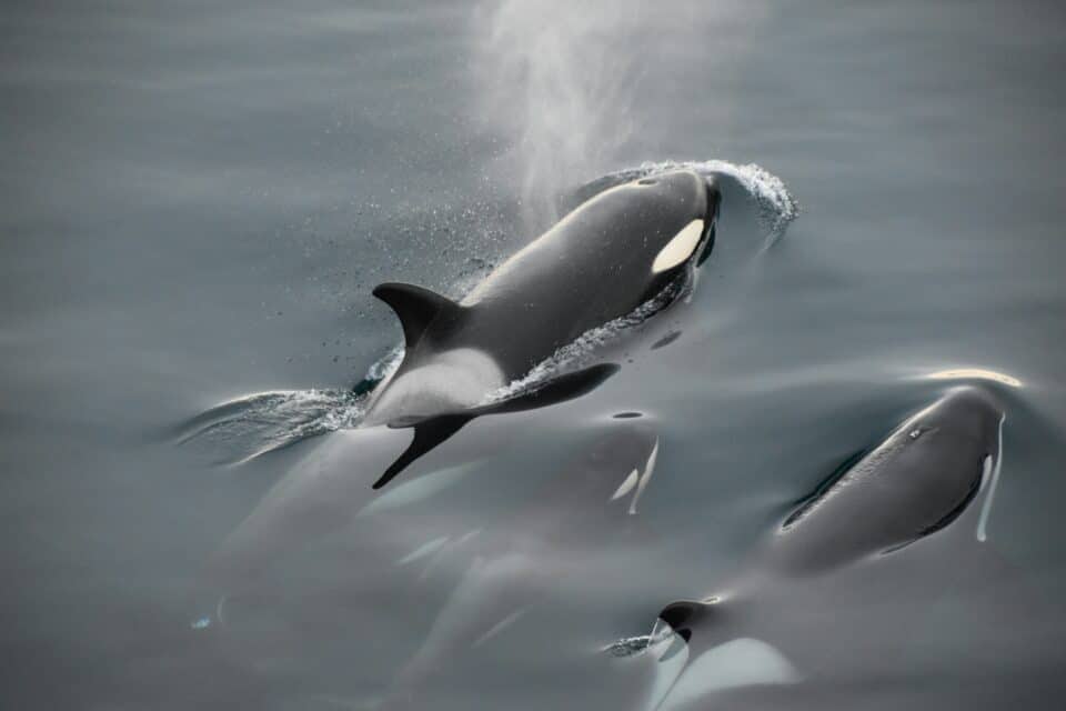 The Largest Orca Pod Ever Recorded Off the U.S. Coast - Animals Around ...