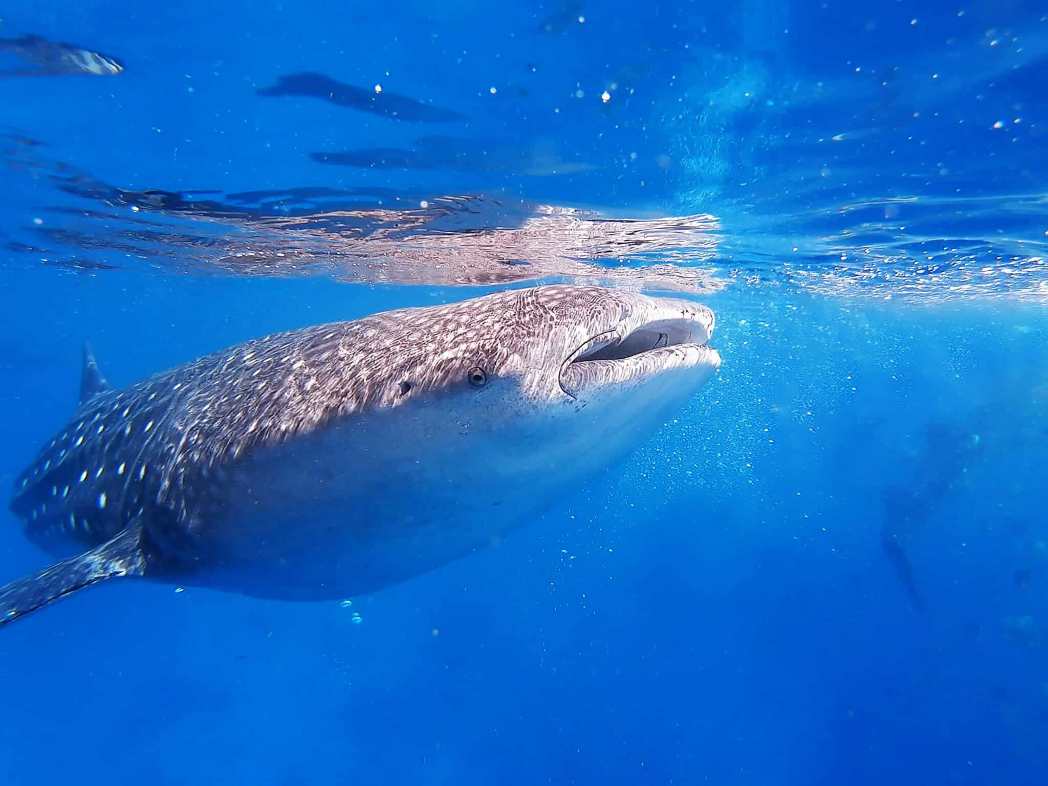 Divers Encounter the Friendliest Baby Shark - Animals Around The Globe