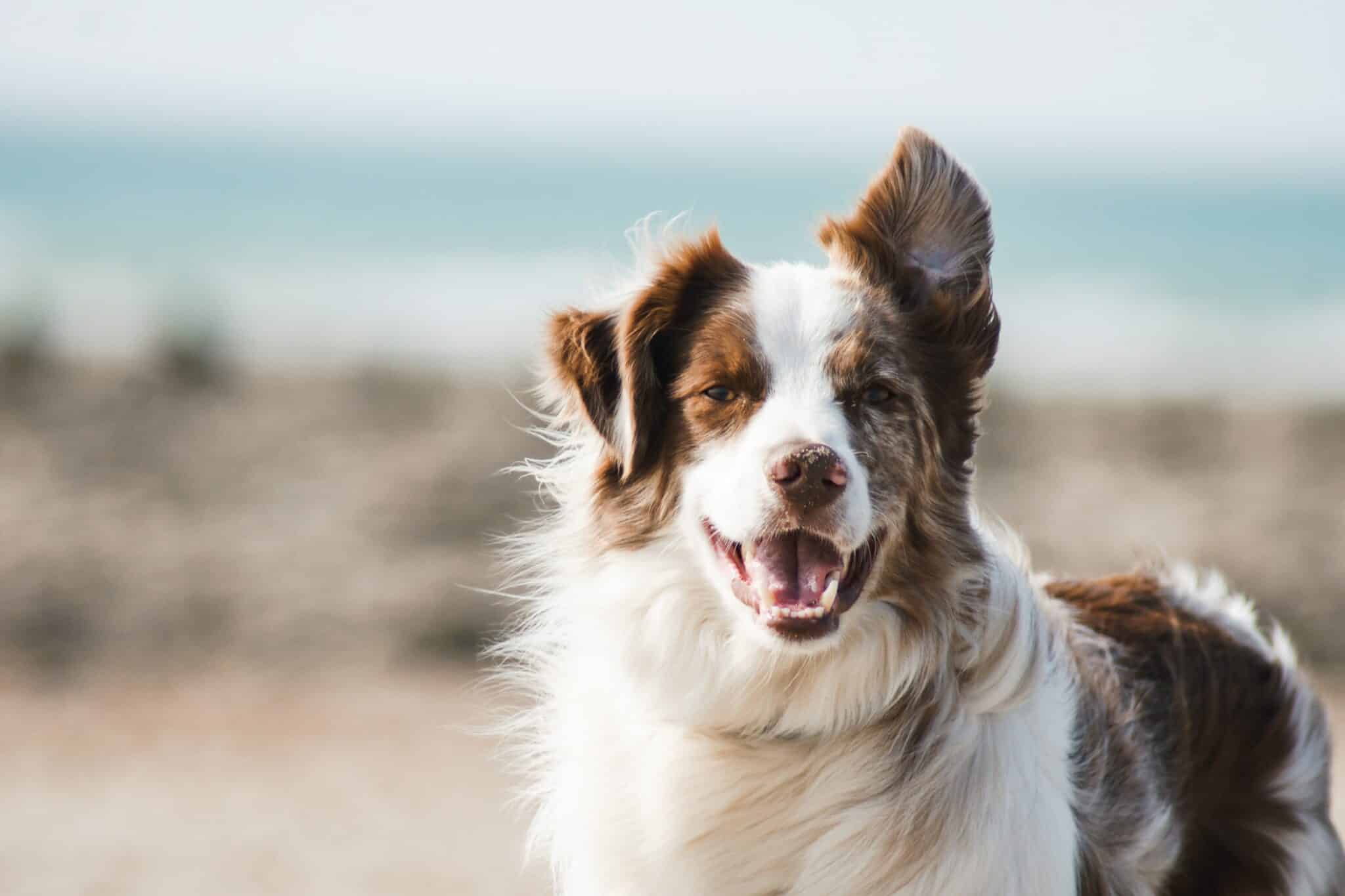 The Most Dog-Friendly States in the U.S. - Animals Around The Globe