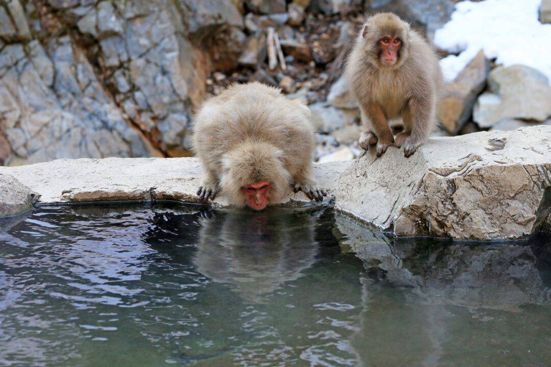 Meet The Japanese Snow Monkey - Animals Around The Globe