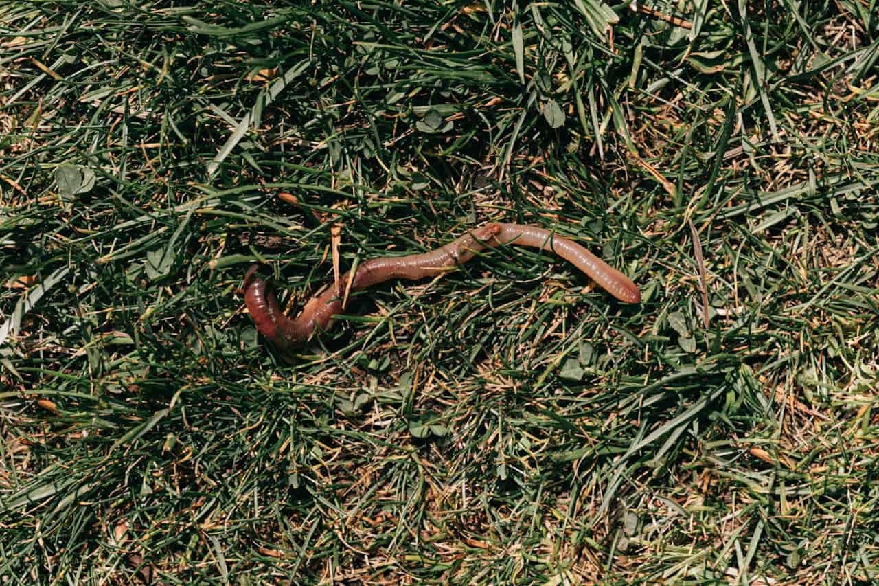 The Largest Earthworm in the World - Animals Around The Globe