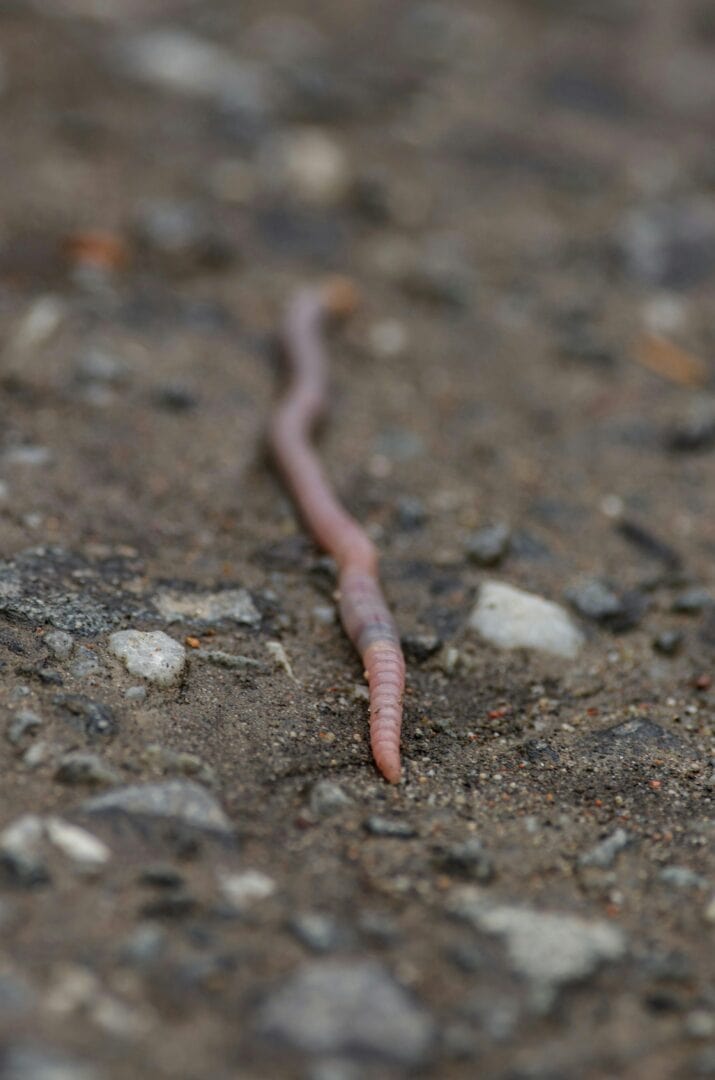 The Silent Invaders: Invasive Earthworms in North America - Animals ...