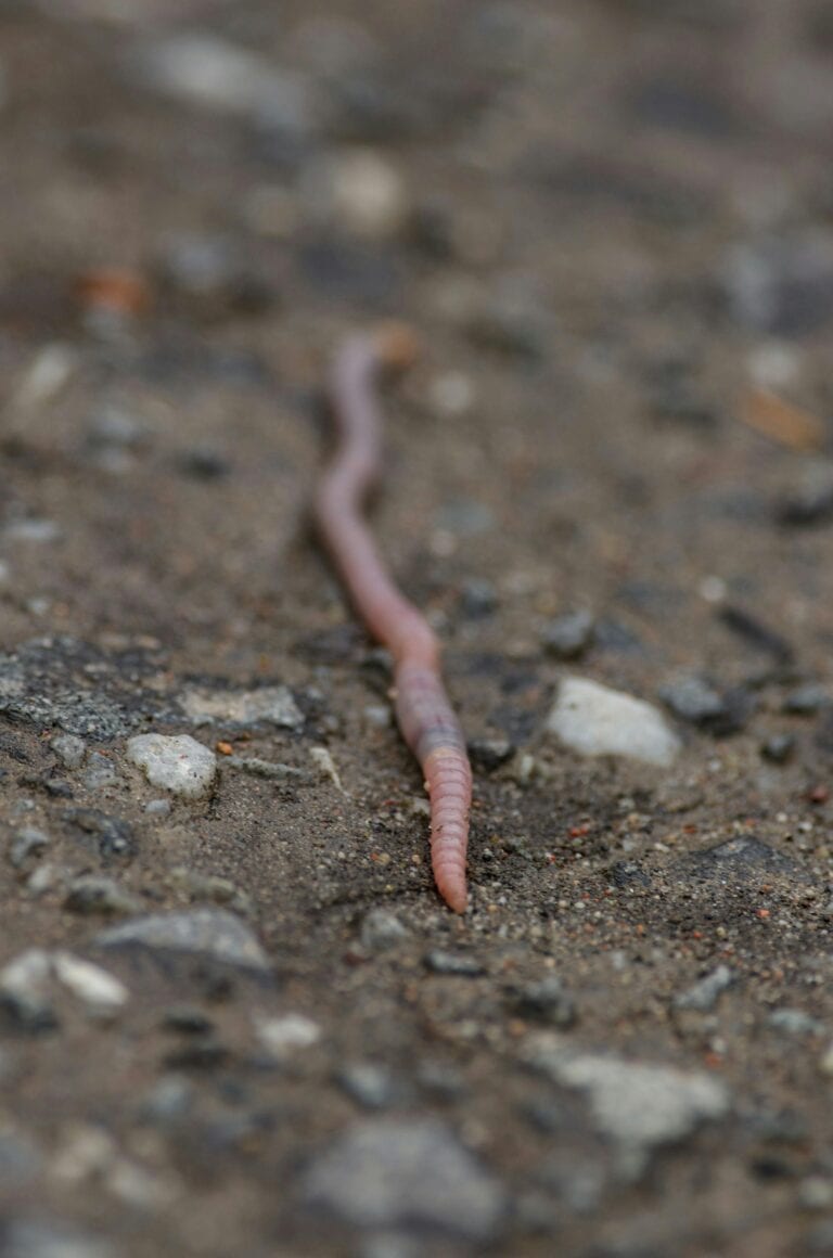 The Silent Invaders: Invasive Earthworms in North America - Animals ...