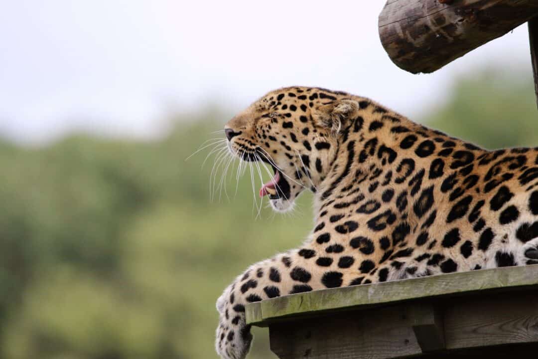 Attacks - Animals Around The Globe