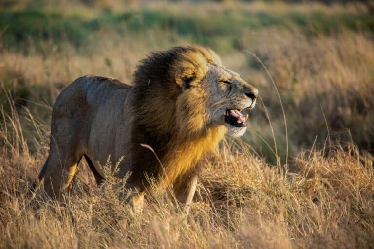 The Mighty Lion’s ROAR - Animals Around The Globe