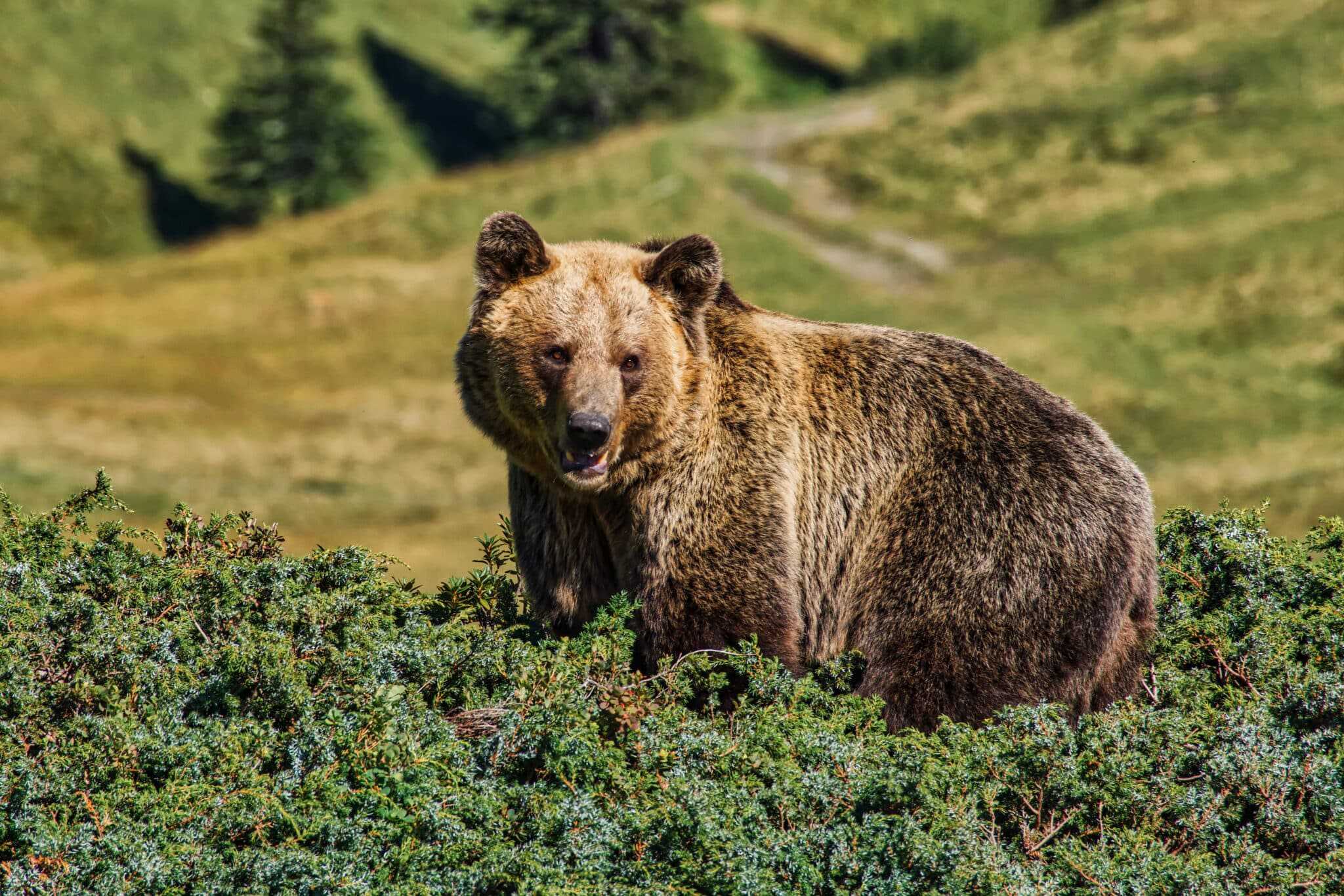 Brown Bears: Where They Are & What To Do If They Approach You - Animals ...