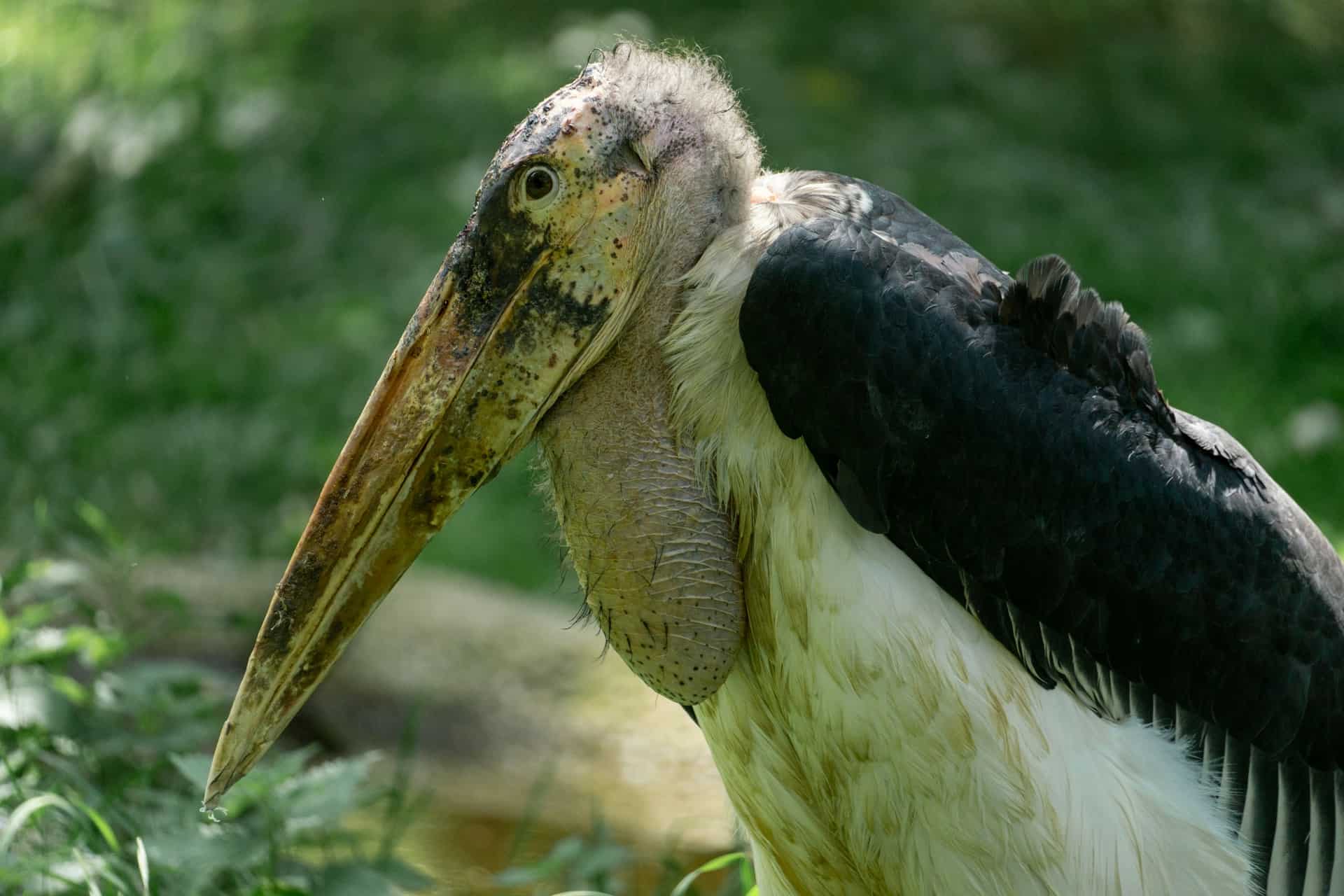 Watch: Baby Springbok Killed by Massive Marabou at Madrid Zoo - Animals ...