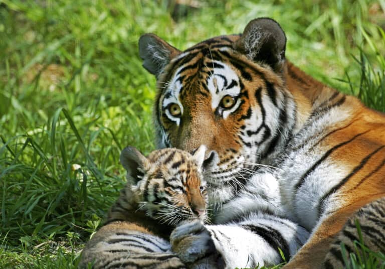 Animals in Asia - Animals Around The Globe
