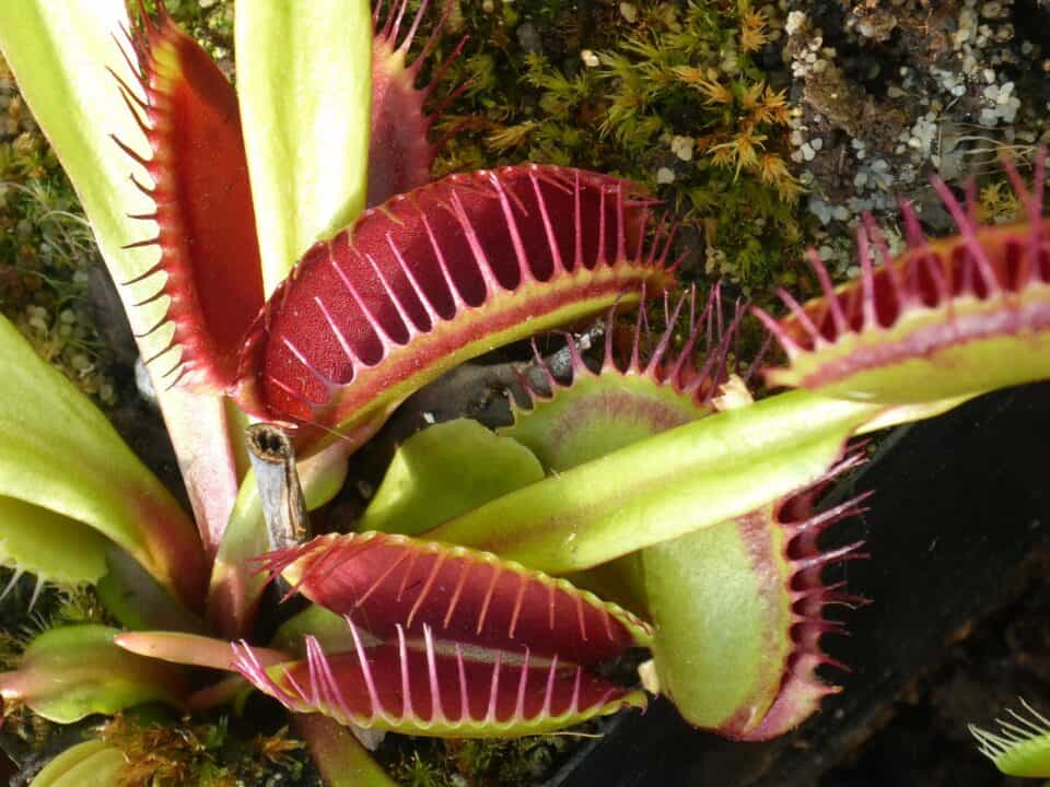 This Plant Can Trap and Digest Mice - Animals Around The Globe