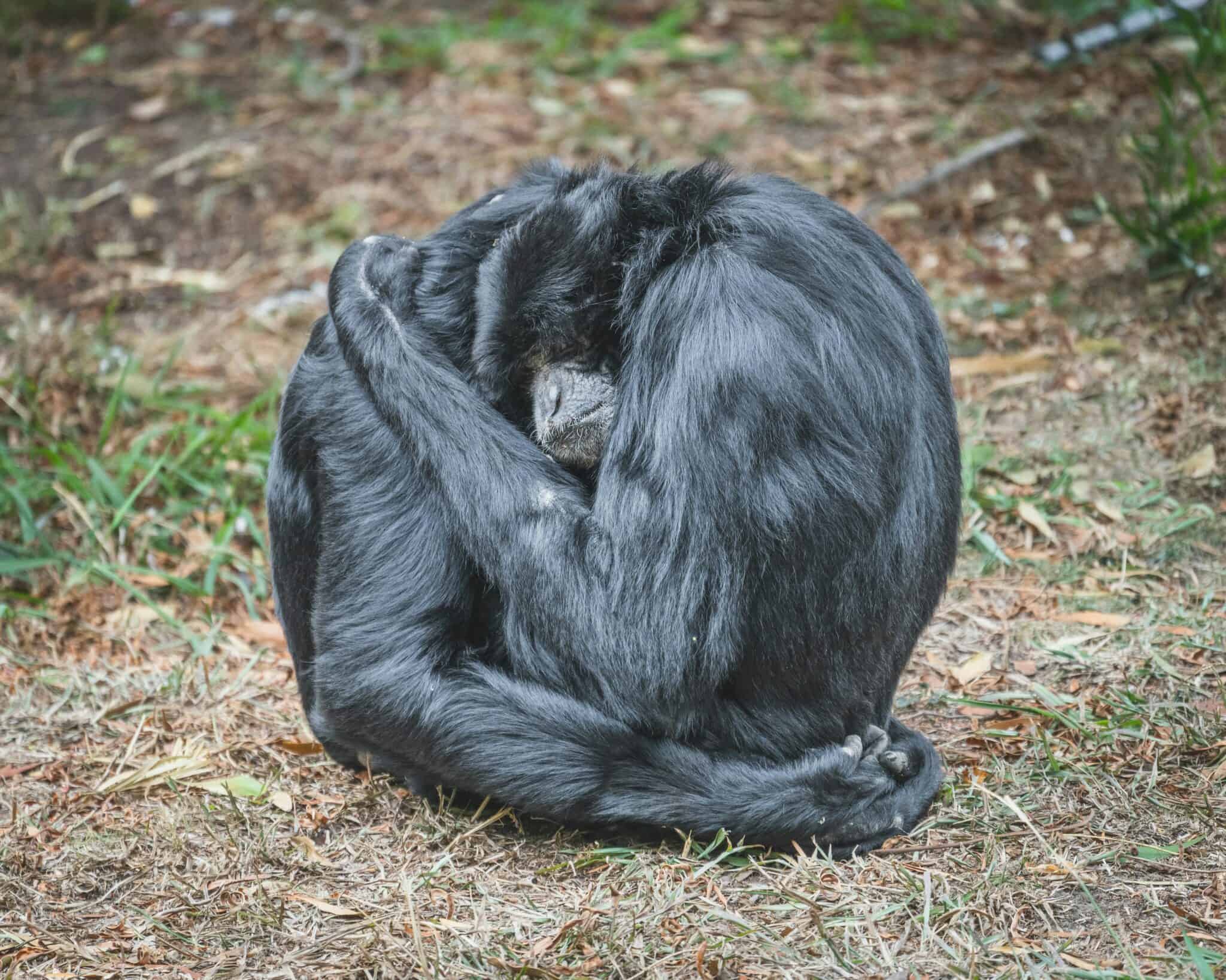 Gibbons Are Monkeys That Move Like Gymnasts