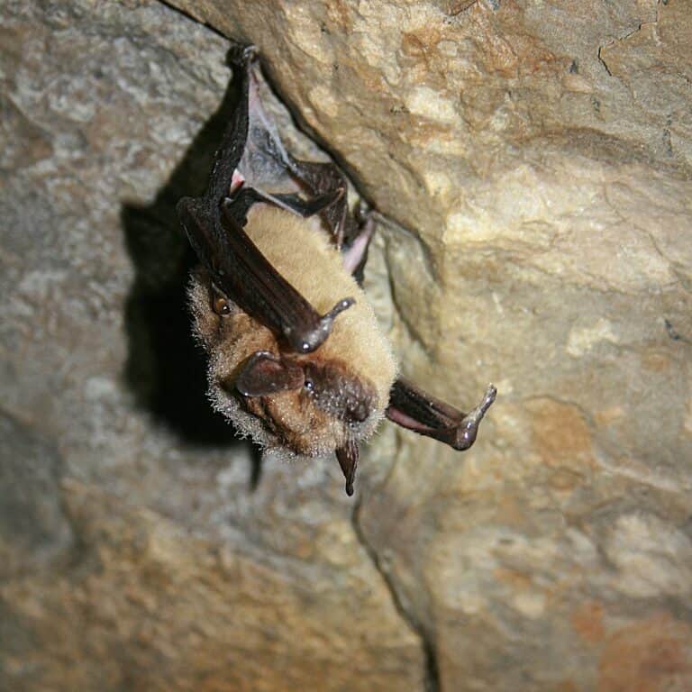 Nocturnal Animals of America - Animals Around The Globe