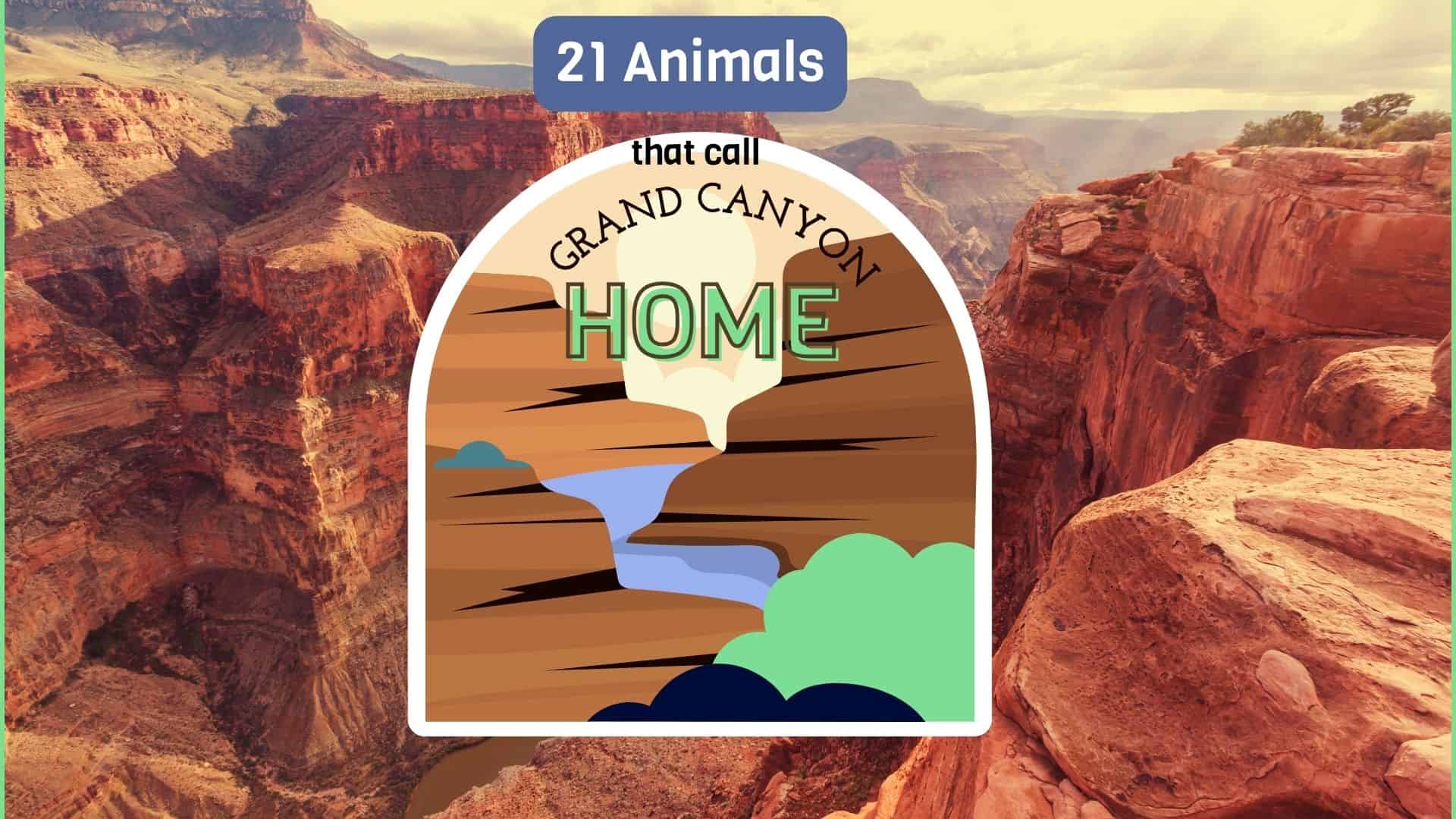 21 Animals To Discover In Grand Canyon National Park - Animals Around ...