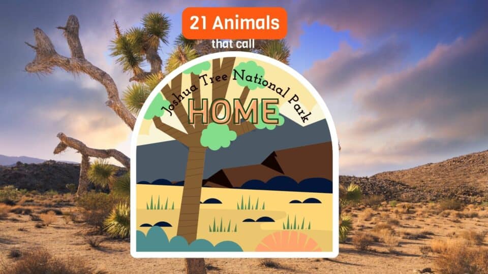 US Animal News - Animals Around The Globe