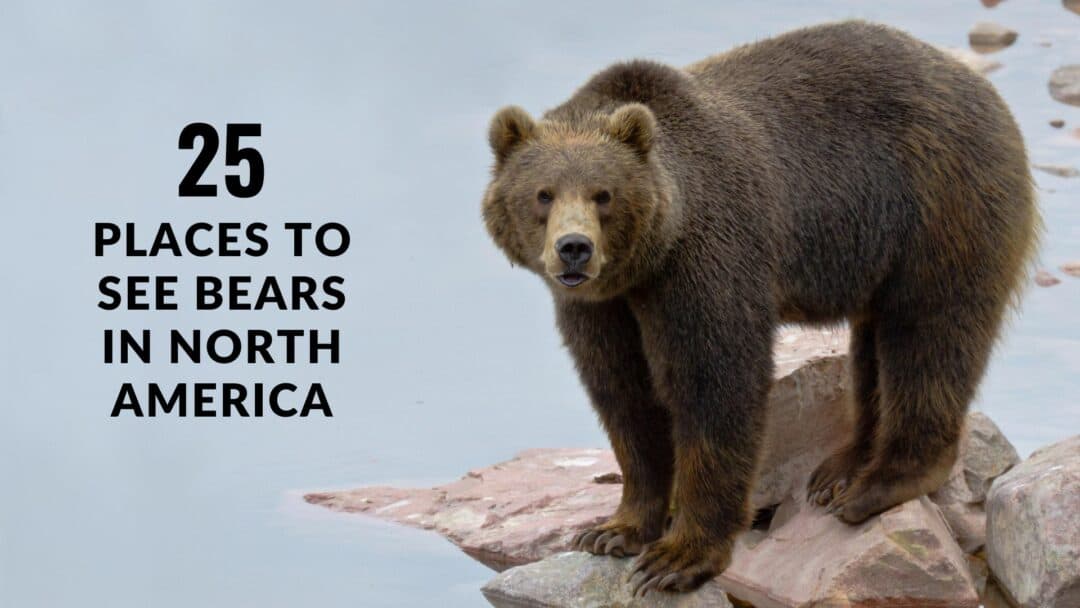 25 Places To See Bears In North America - Animals Around The Globe