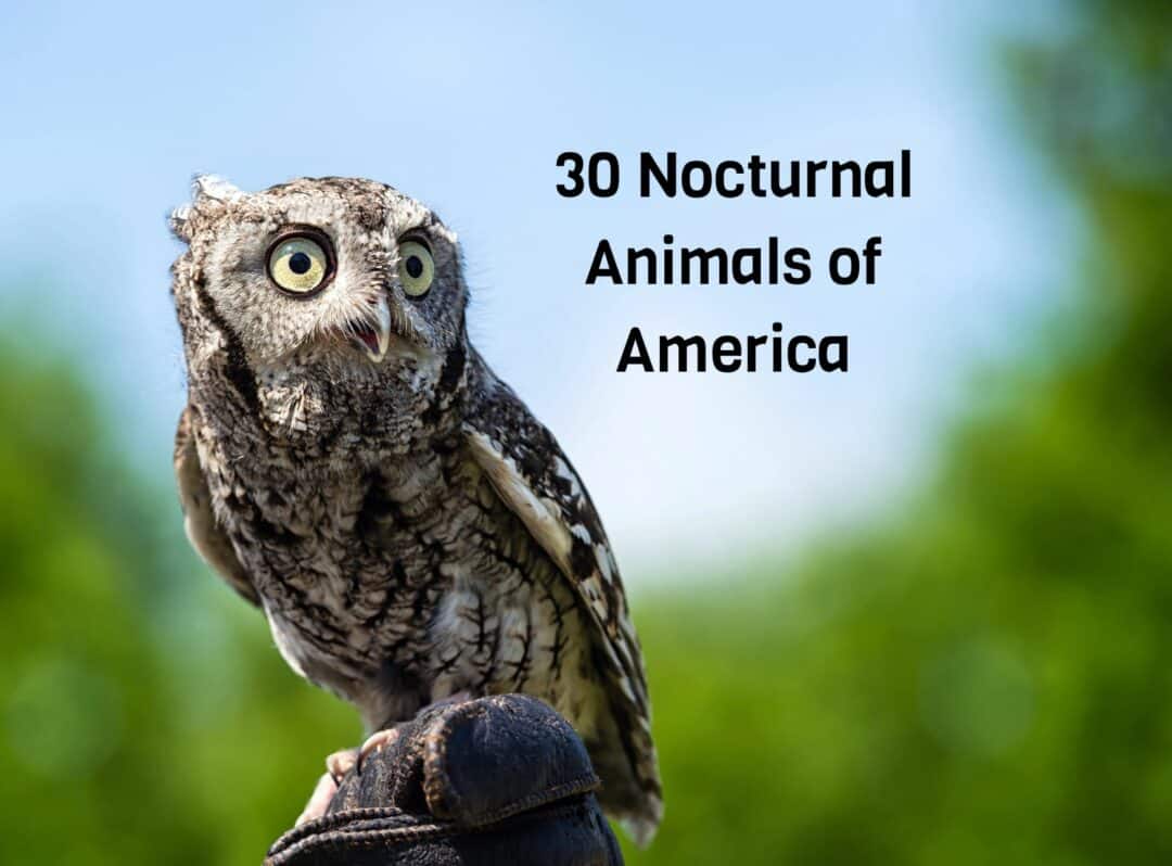 Nocturnal Animals of America - Animals Around The Globe