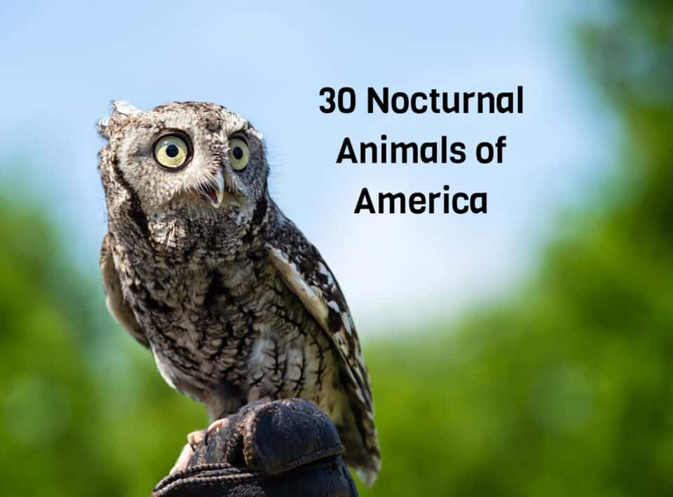 Nocturnal Animals of America - Animals Around The Globe