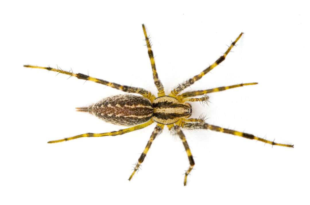 15 Common House Spiders and How to Identify Them - Animals Around The Globe