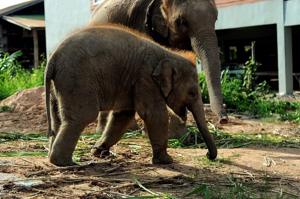 Elephants Reunite With Their Old Caretaker - AATG