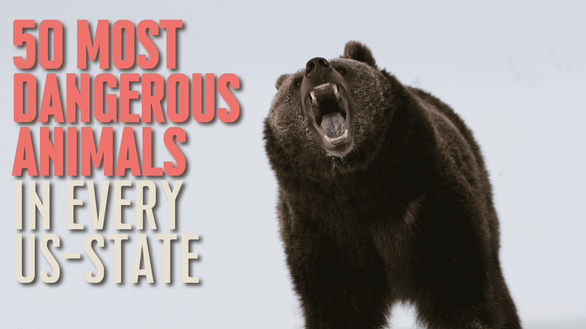 The 50 Most Dangerous Animals in Each US-State Revealed - Animals ...
