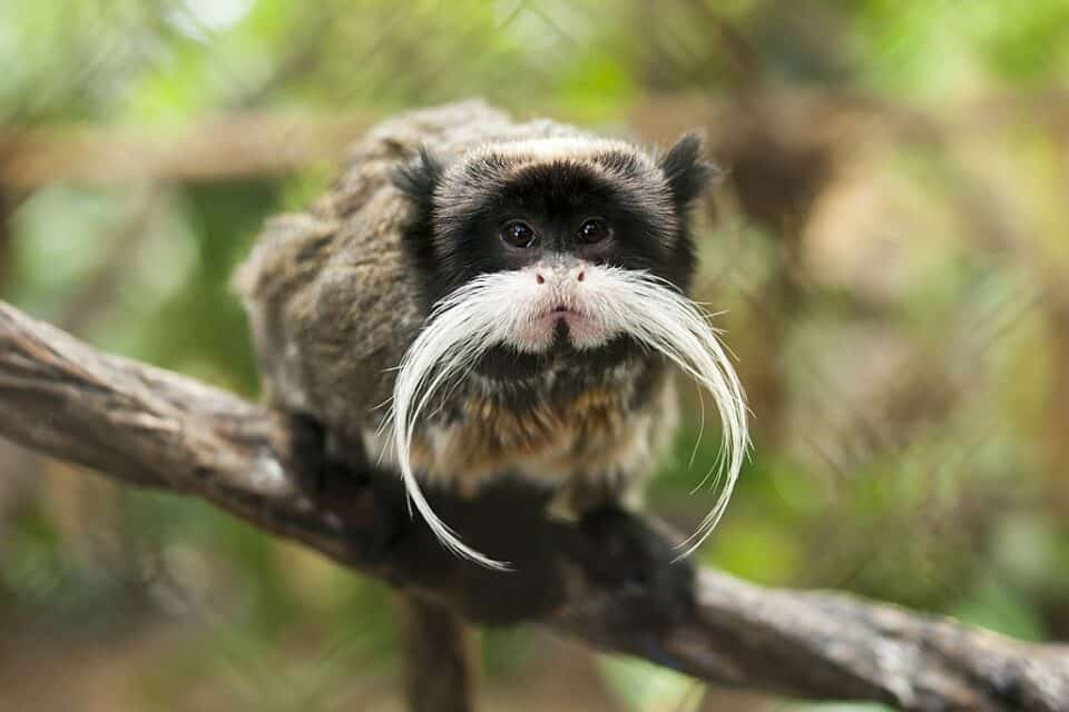 This Monkey Has a Mustache - Animals Around The Globe