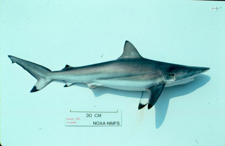 The Sharks That Happily Swim in North Carolina - Animals Around The Globe