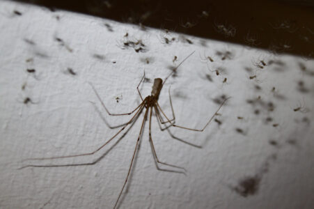 20 Most Fascinating Spiders Found Around the World - Animals Around The ...