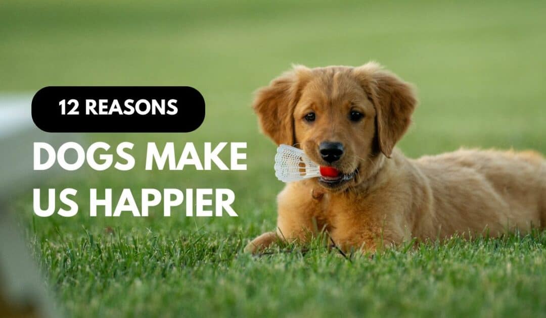 12 Reasons Why Dogs Make Us Happier People - Animals Around The Globe