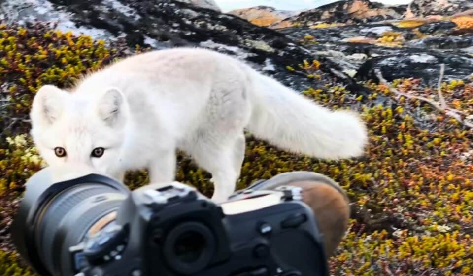 Wildlife Photographer Comes Amazingly Close to a Rare Arctic Fox ...