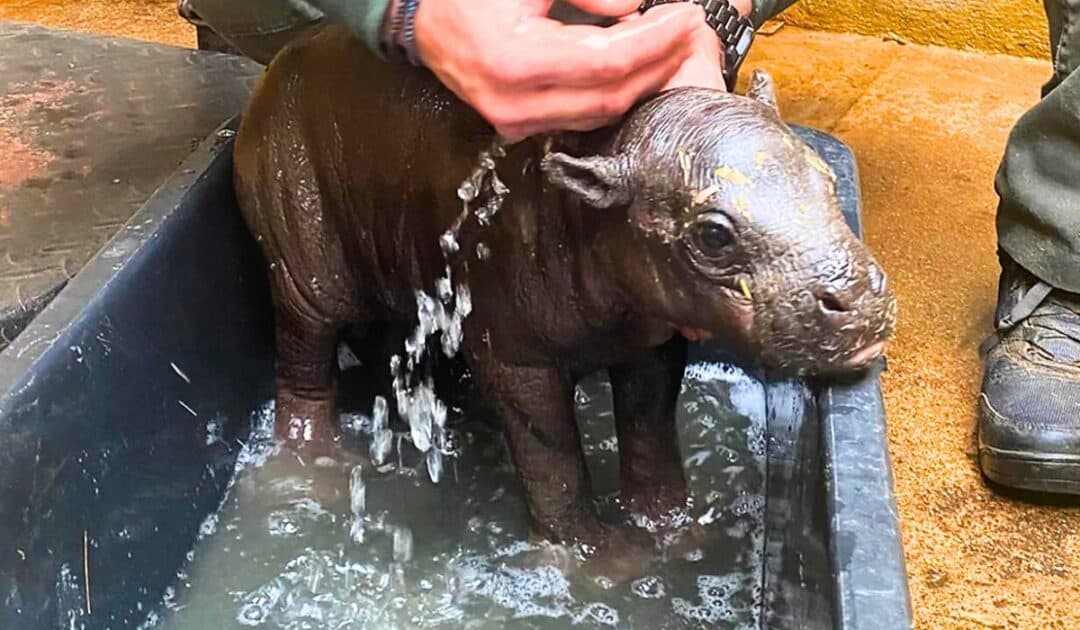 Endangered Baby Pygmy Hippo is Born at Athens Zoo - Animals Around The ...