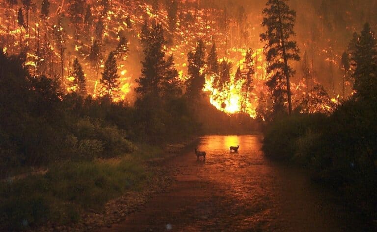 The Impact of Wildfires on Wildlife - Animals Around The Globe