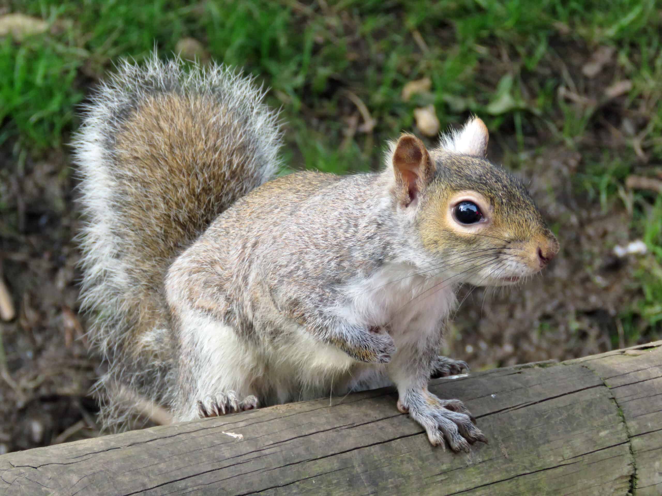 21 Animals That Call Redwood National Park Home - Animals Around The Globe
