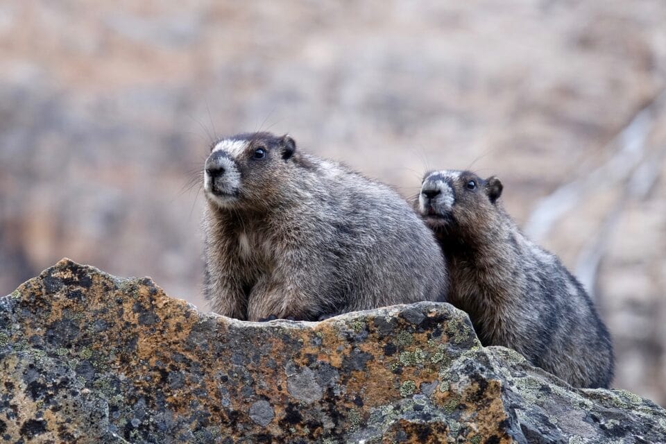 Animals That Call Mount Rainier National Park Home - Animals Around The ...