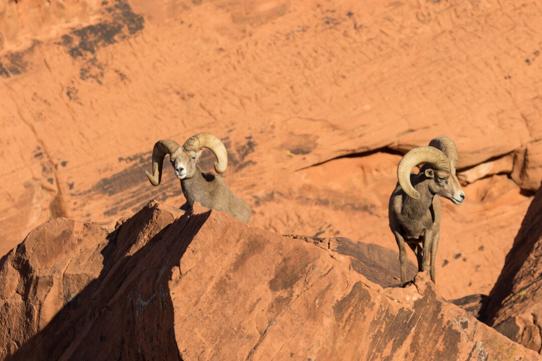 21 Animals That Call Arches National Park Home - Animals Around The Globe