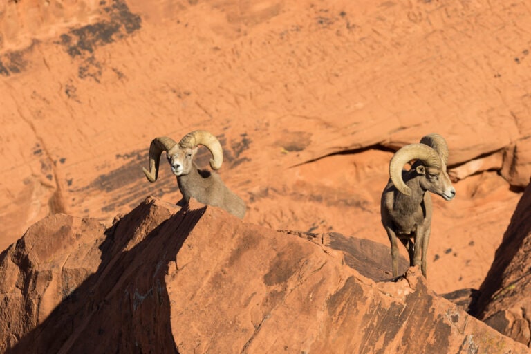 21 Animals That CAll Capitol Reef National Park Home - Animals Around ...