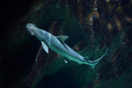 The Sharks That Happily Swim in North Carolina - Animals Around The Globe