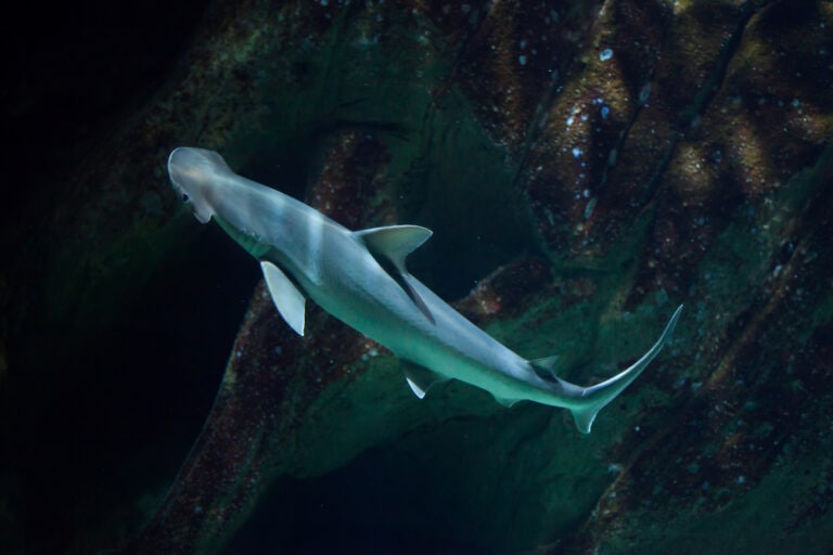 13 Sharks That Can Be Found in Surprisingly Shallow Waters - Animals ...