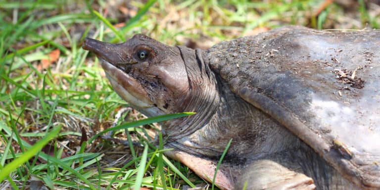 12 Creatures You Will Only Spot in the Florida Everglades - Animals ...