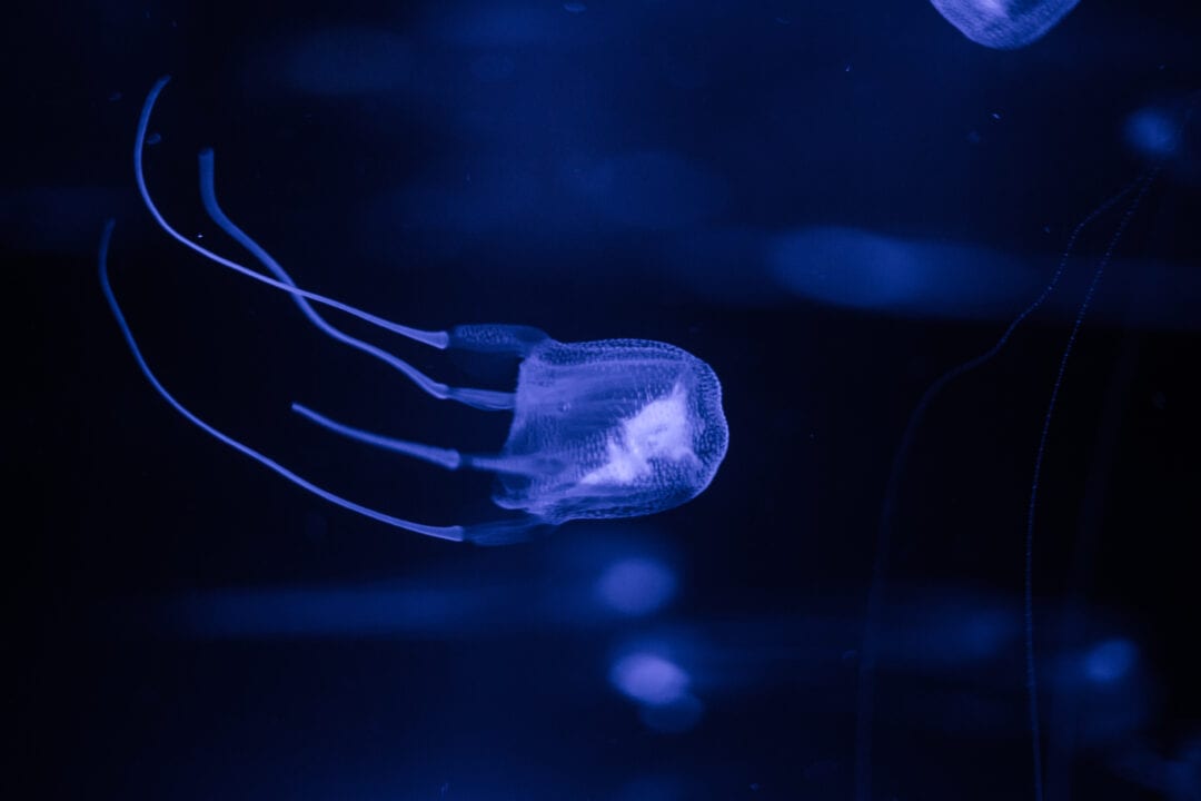 11 Animals That Can Glow in the Dark And Why They Do It - Animals ...
