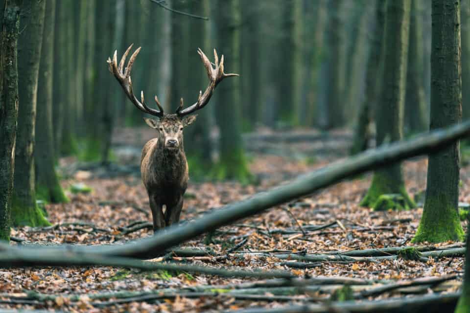 Hunting - Animals Around The Globe