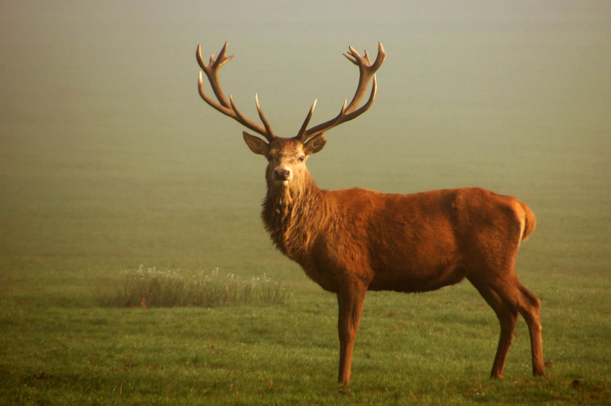 21 Animals That Call Sequoia National Park Home - Animals Around The Globe