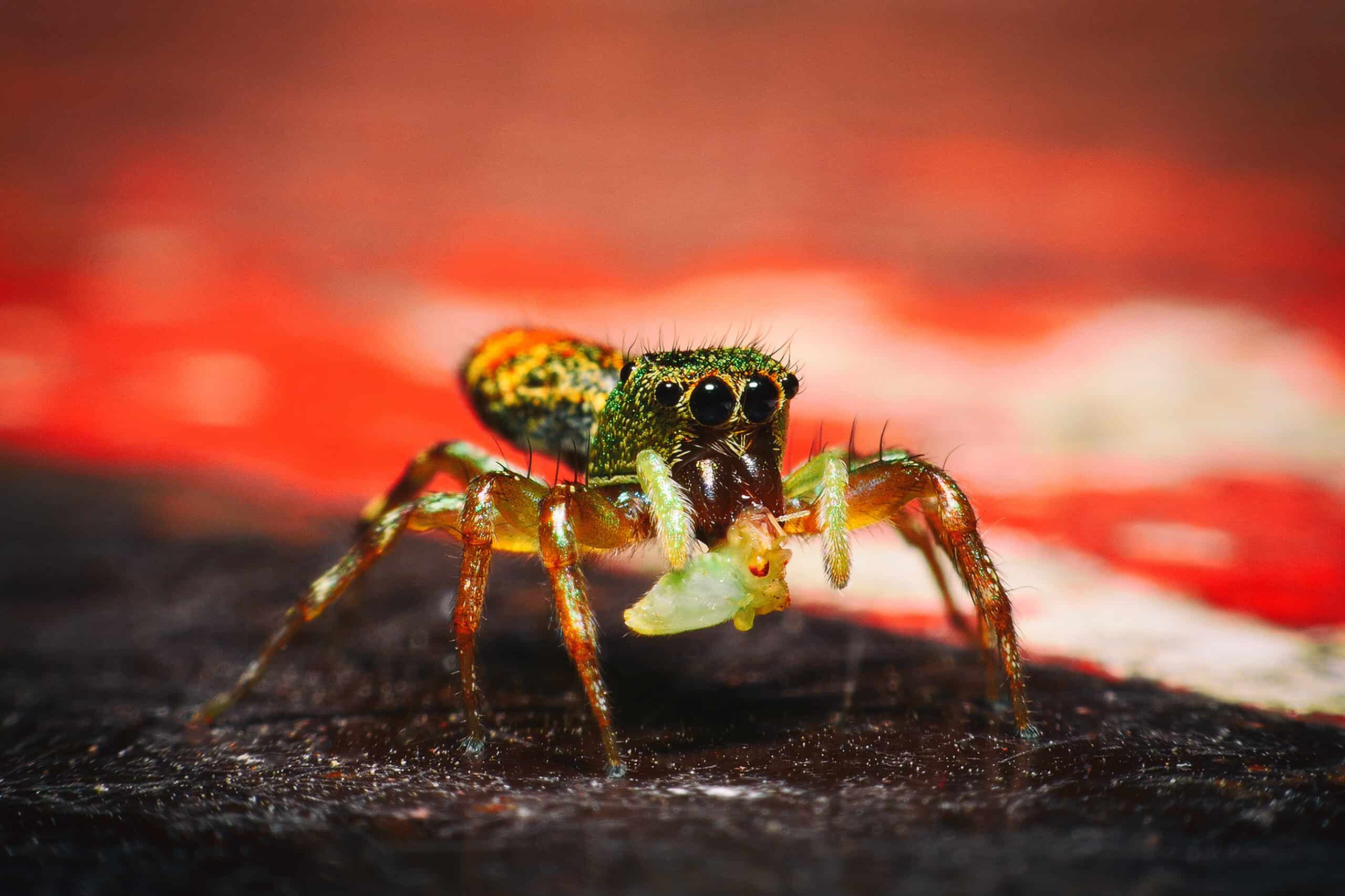 25 Stunning Facts About Jumping Spiders