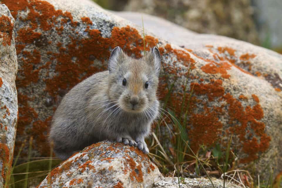 Animals That Call Mount Rainier National Park Home - Animals Around The ...