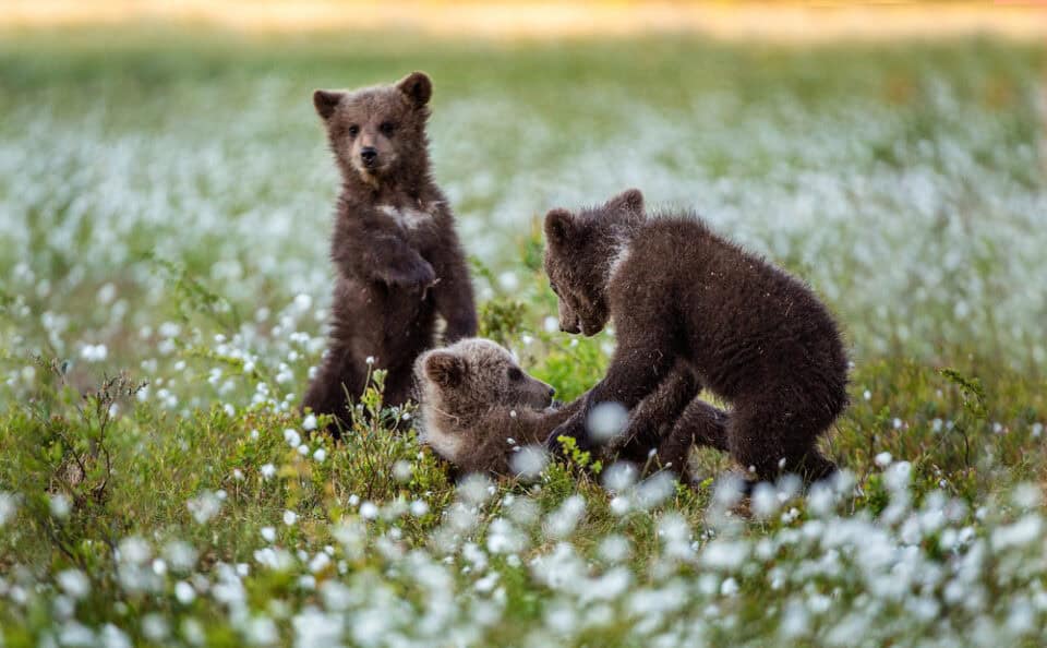 11 Facts About Bear Cubs That Will Melt Your Heart - Animals Around The ...