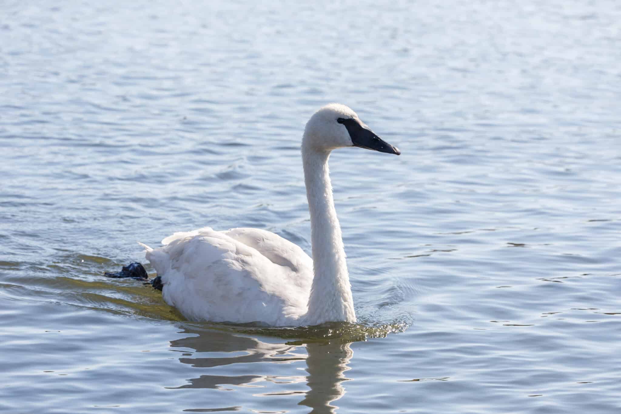 How the Swan Spirit Animal Reflects Grace and Transformation - Animals ...