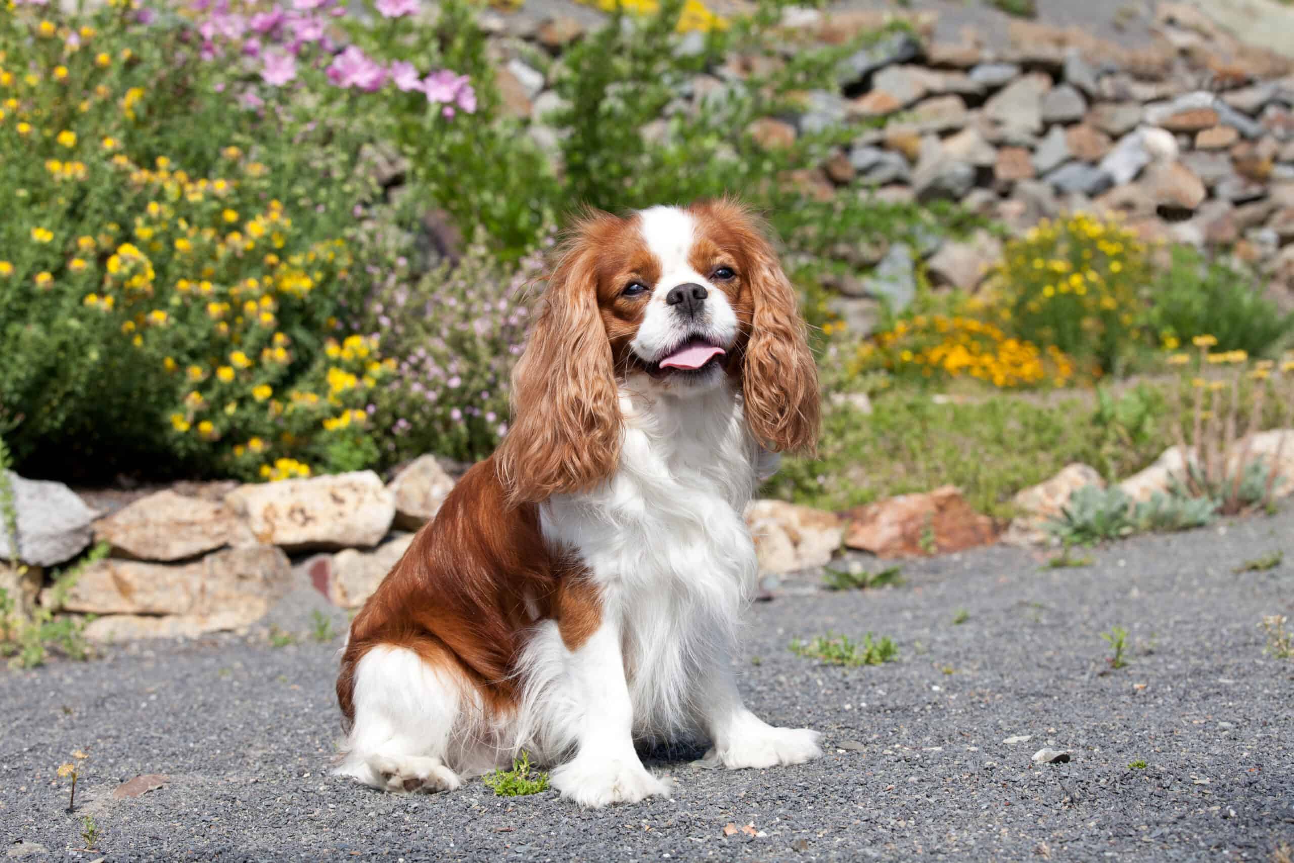 Most Popular Pets Living in New York - Animals Around The Globe