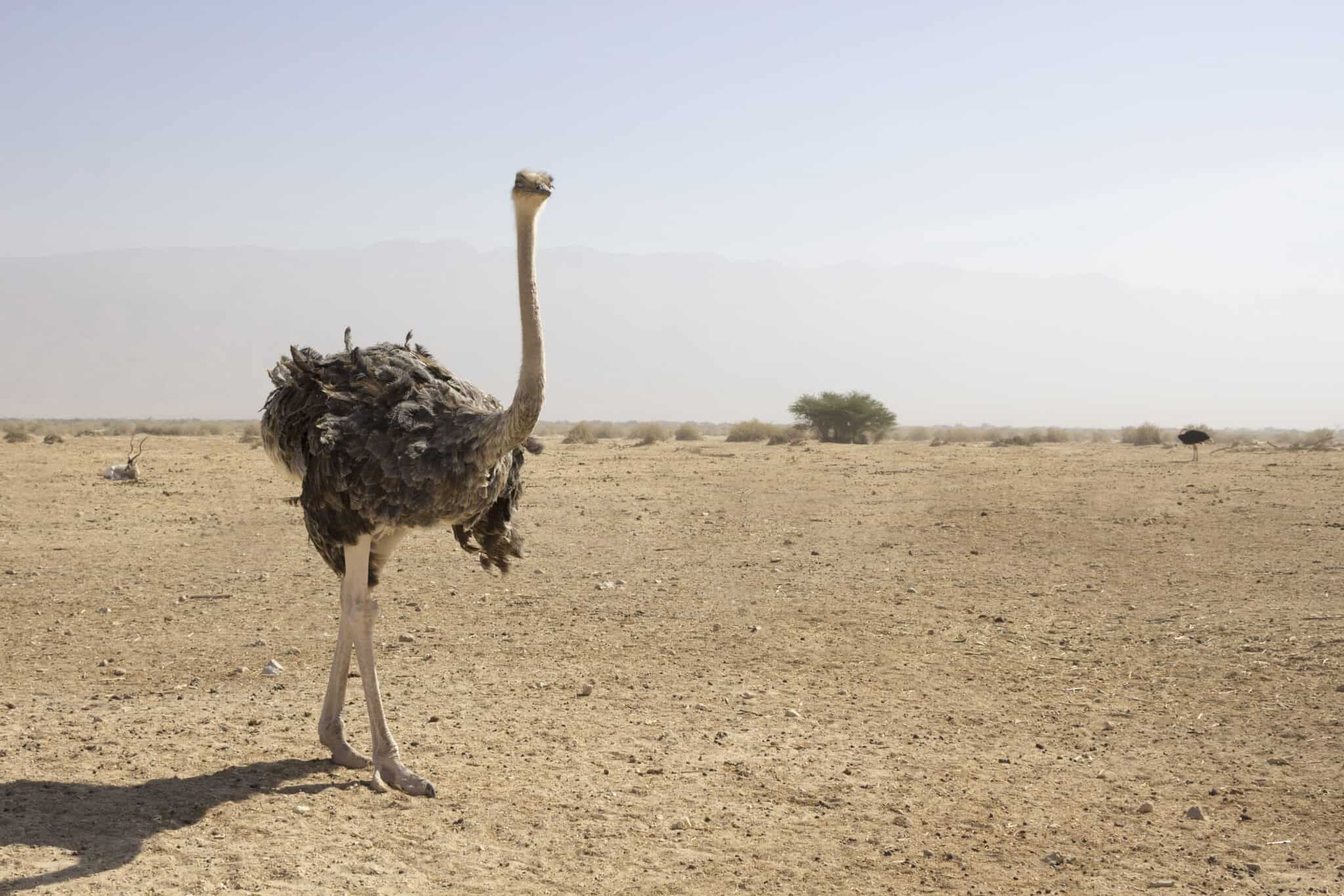 13 Animals That Lay Eggs (Some Might Surprise You!) - Animals Around ...