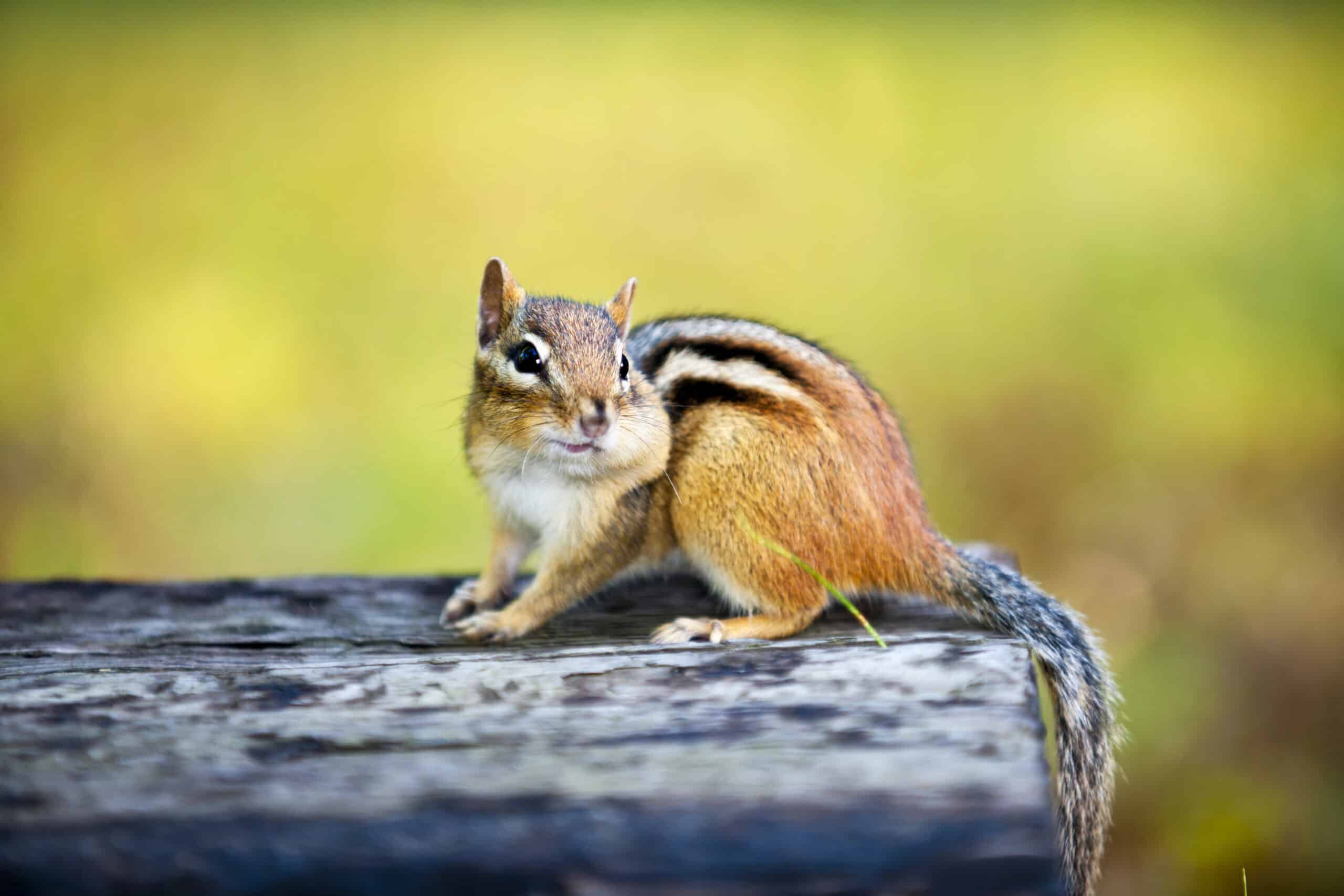 Top 20 States With The Most Chipmunk Species - Animals Around The Globe