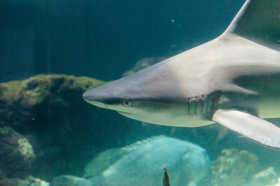 The Sharks That Happily Swim in North Carolina - Animals Around The Globe