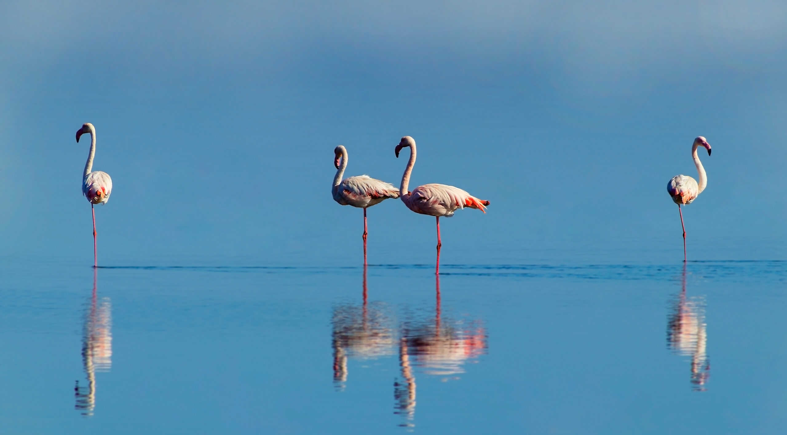 A Journey of Pink: Exploring the Migration of Flamingos